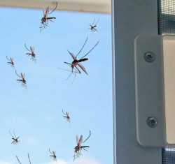 Fly Screens | Insect Screens for Windows & Doors | Premier